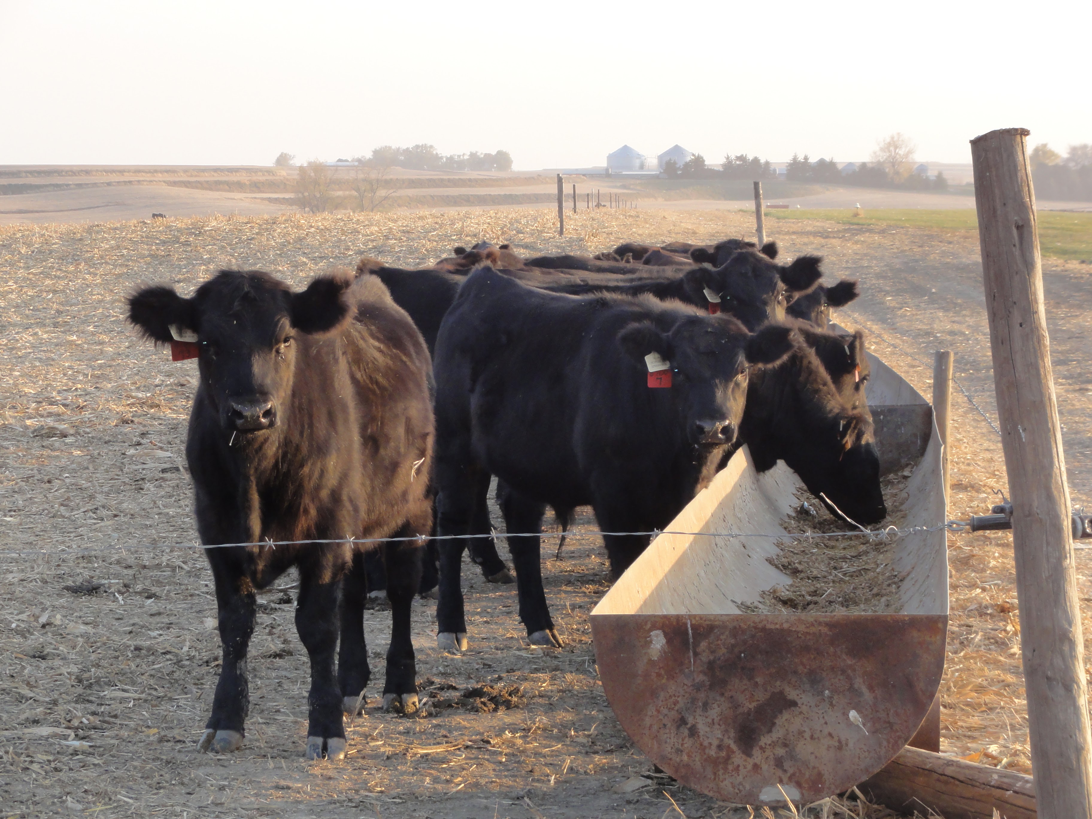 Carson Feeders – Quality Beef Through Excellence in Performance