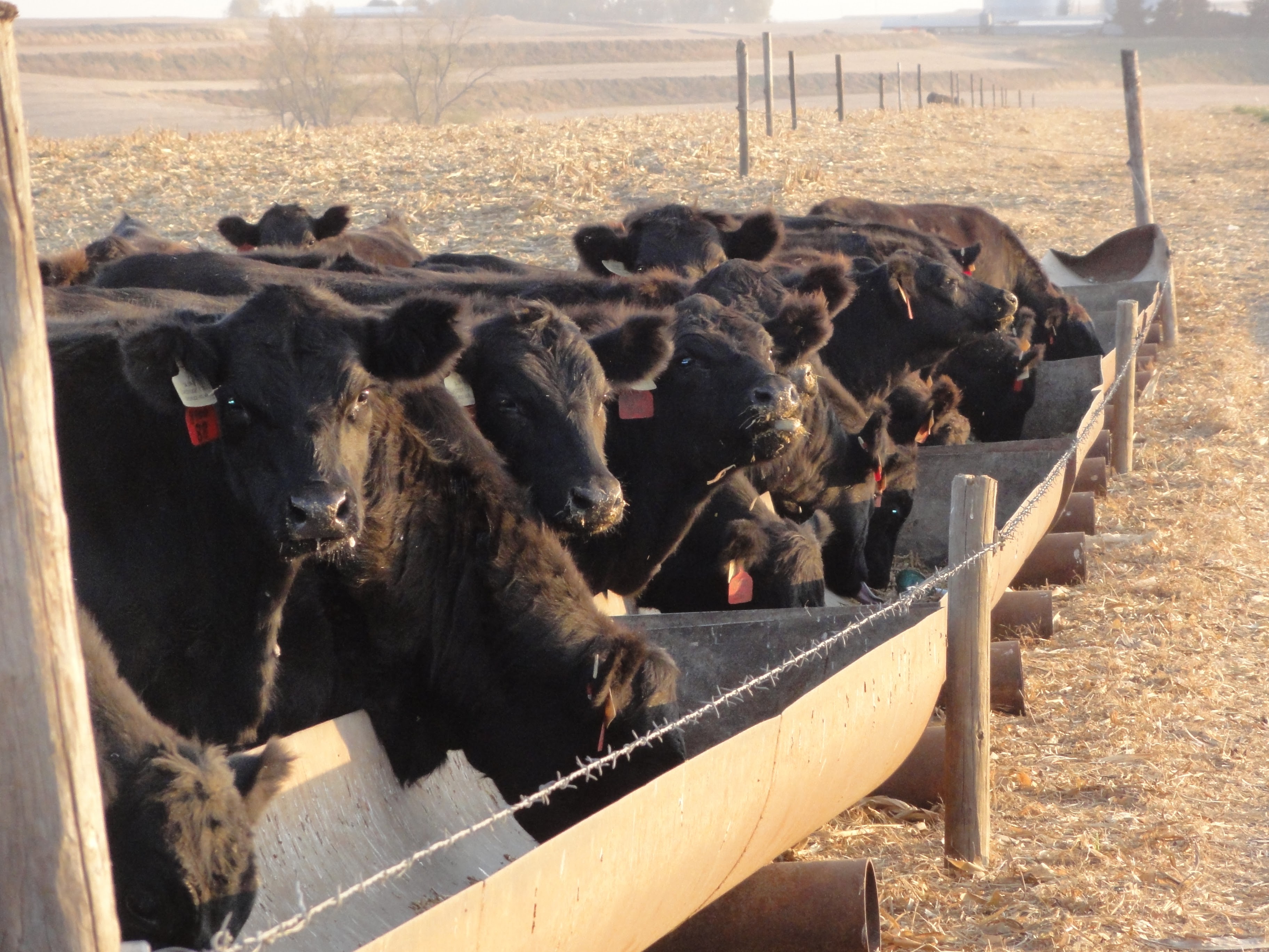 Carson Feeders – Quality Beef Through Excellence in Performance